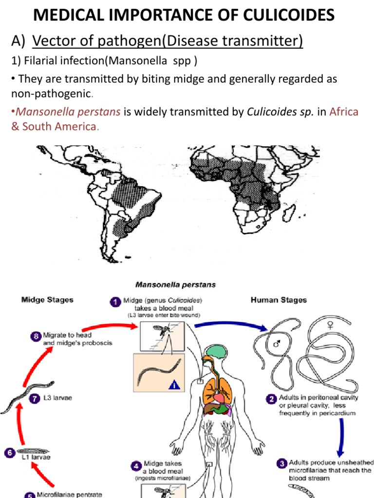 The Medical Importance of Culicoides: A Review of Culicoides' Role as ...