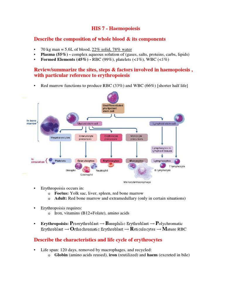 Understanding Hematopoiesis: The Production and Characteristics of Red ...
