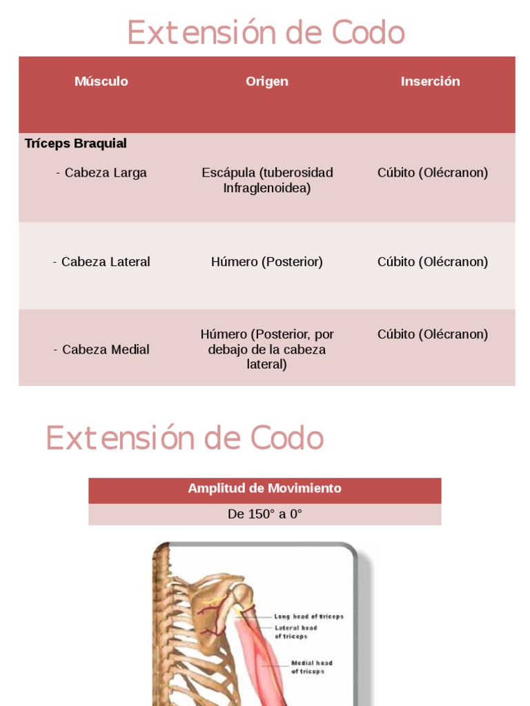 Extensión de Codo EXPO | PDF | Codo | Anatomia animal