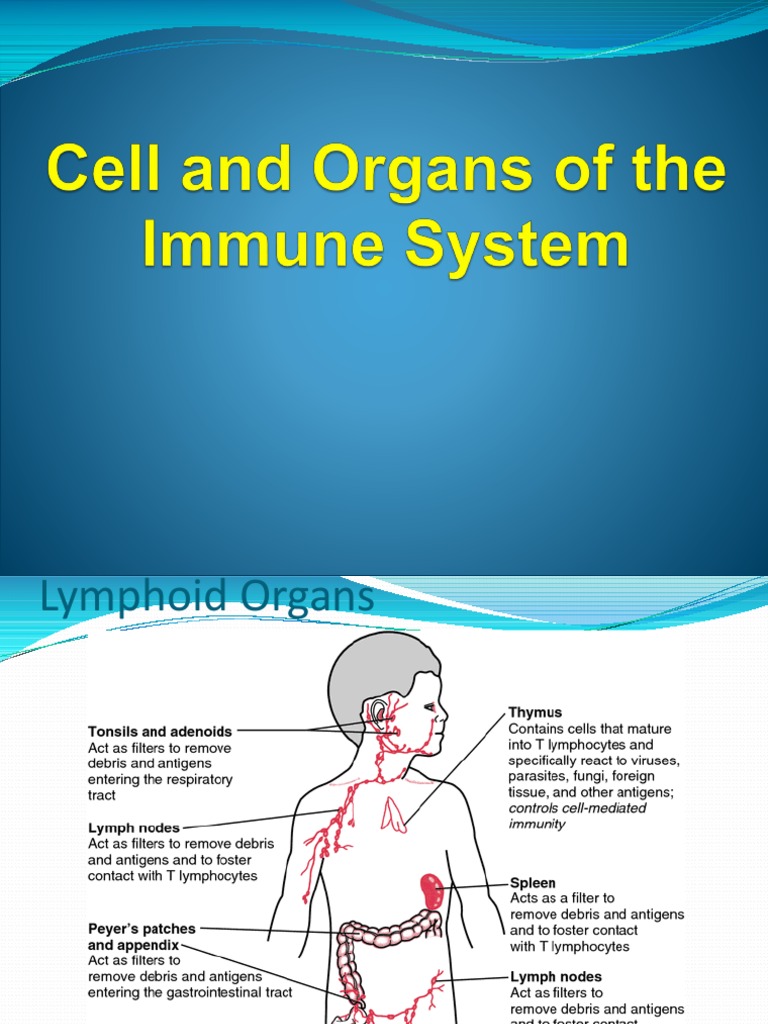 Cell and Organs of The Immune System | PDF | Lymphatic System | T Cell