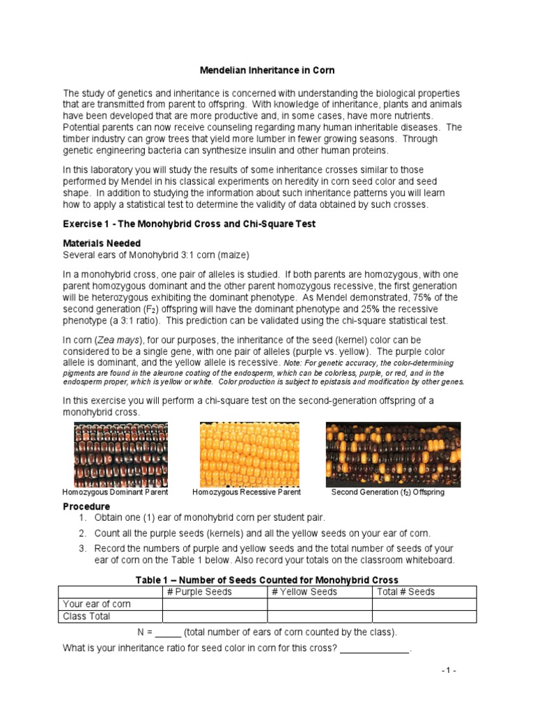 Mendelian Inheritance in Corn | PDF | Dominance (Genetics) | Chi ...
