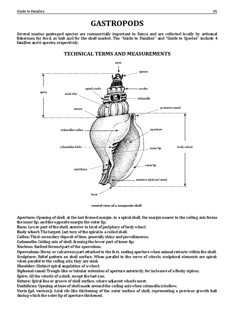 Gastropods: Technical Terms and Measurements | PDF | Anatomical Terms ...
