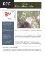 Bald Eagle Management Guidelines 2007 | PDF | Bald Eagle | Endangered ...