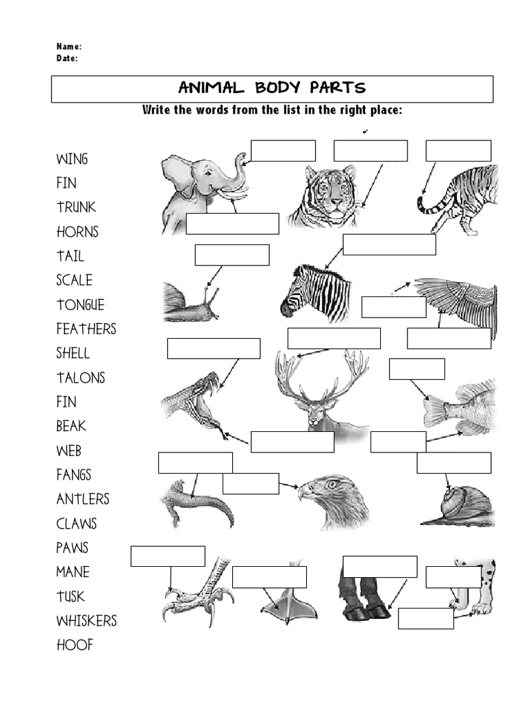 Label Animal Body Parts | PDF