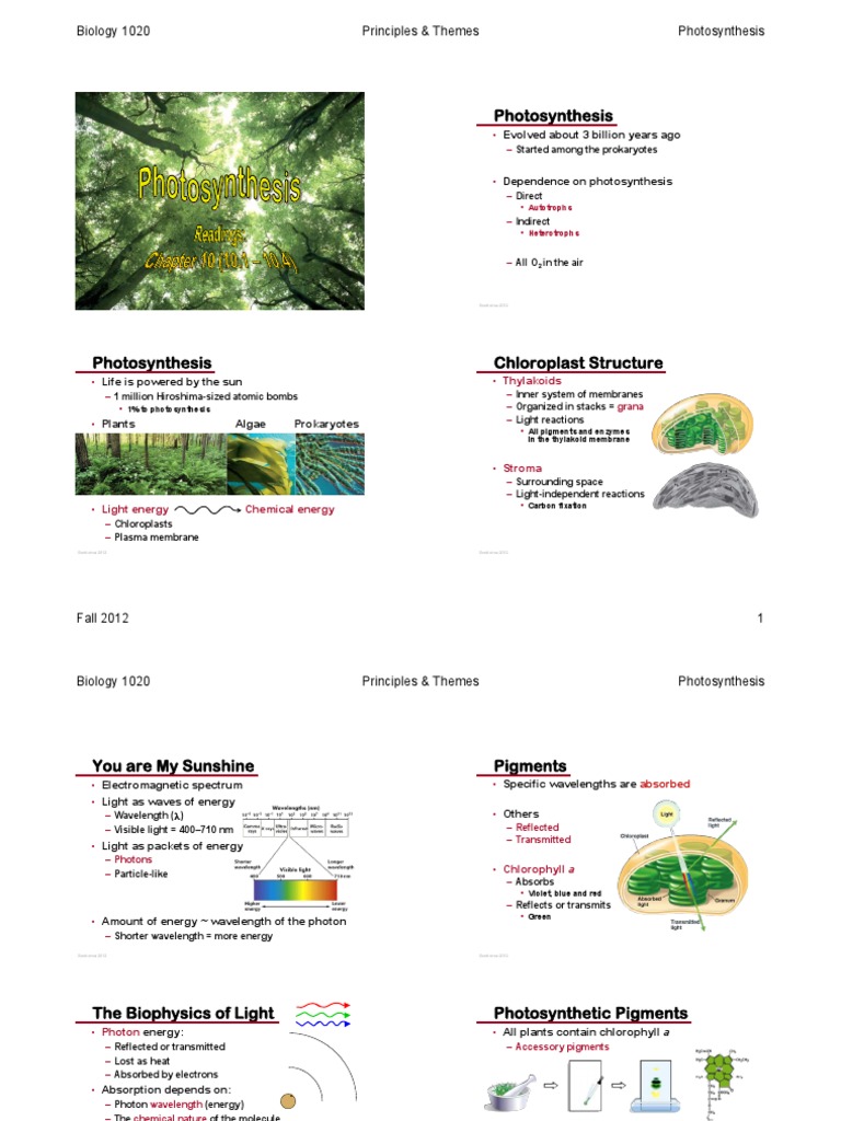 Photosynthesis principles and processes in Biology 1020 | PDF ...