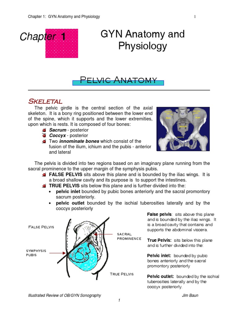 Pelvic Anatomy | PDF | Pelvis | Uterus