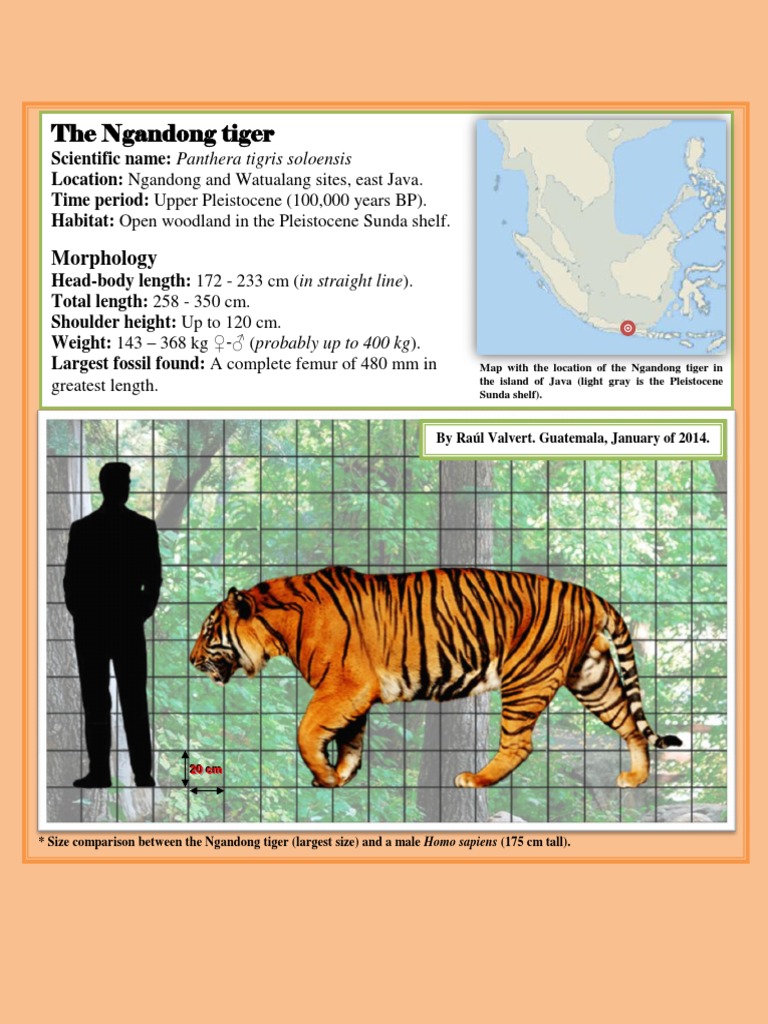 Valvert 2014_Ngandong Tiger Data Sheet | Tiger | Pleistocene