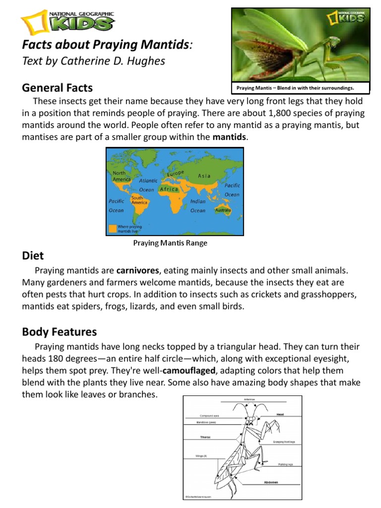 Praying Mantis Facts | PDF | Insects | Predation