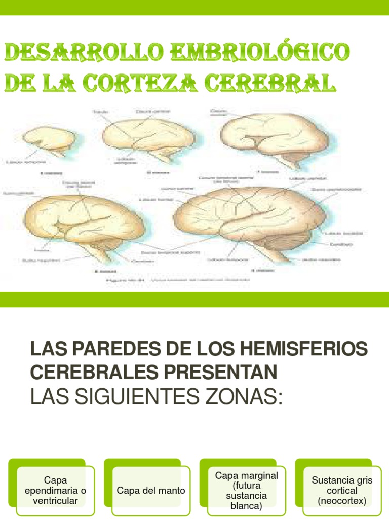 DESARROLLO EMBRIOLÓGICO DE LA CORTEZA CEREBRAL Ambar | PDF