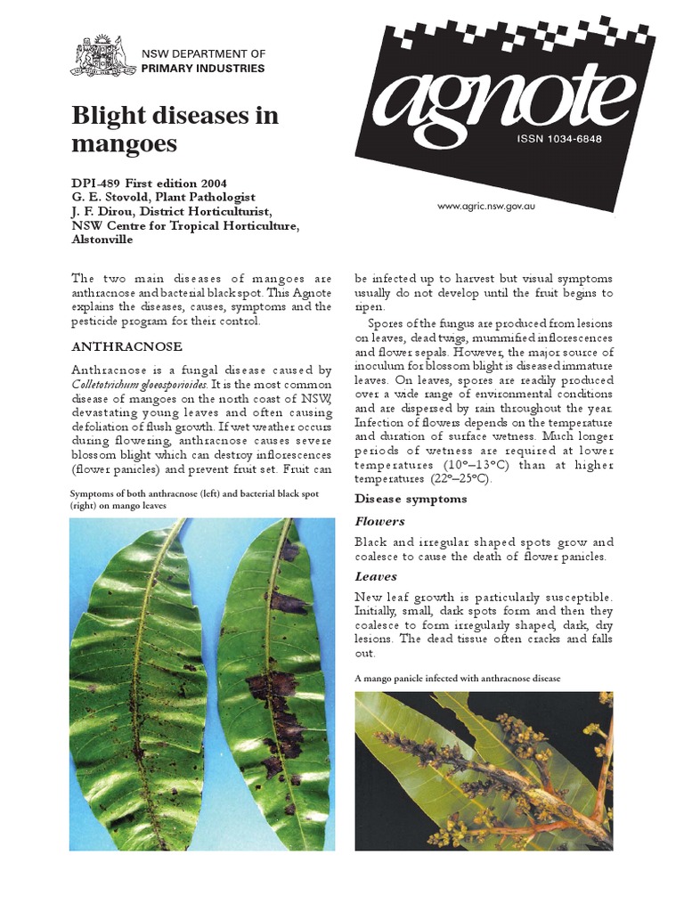 Blight Disease Mango | Botany | Plants