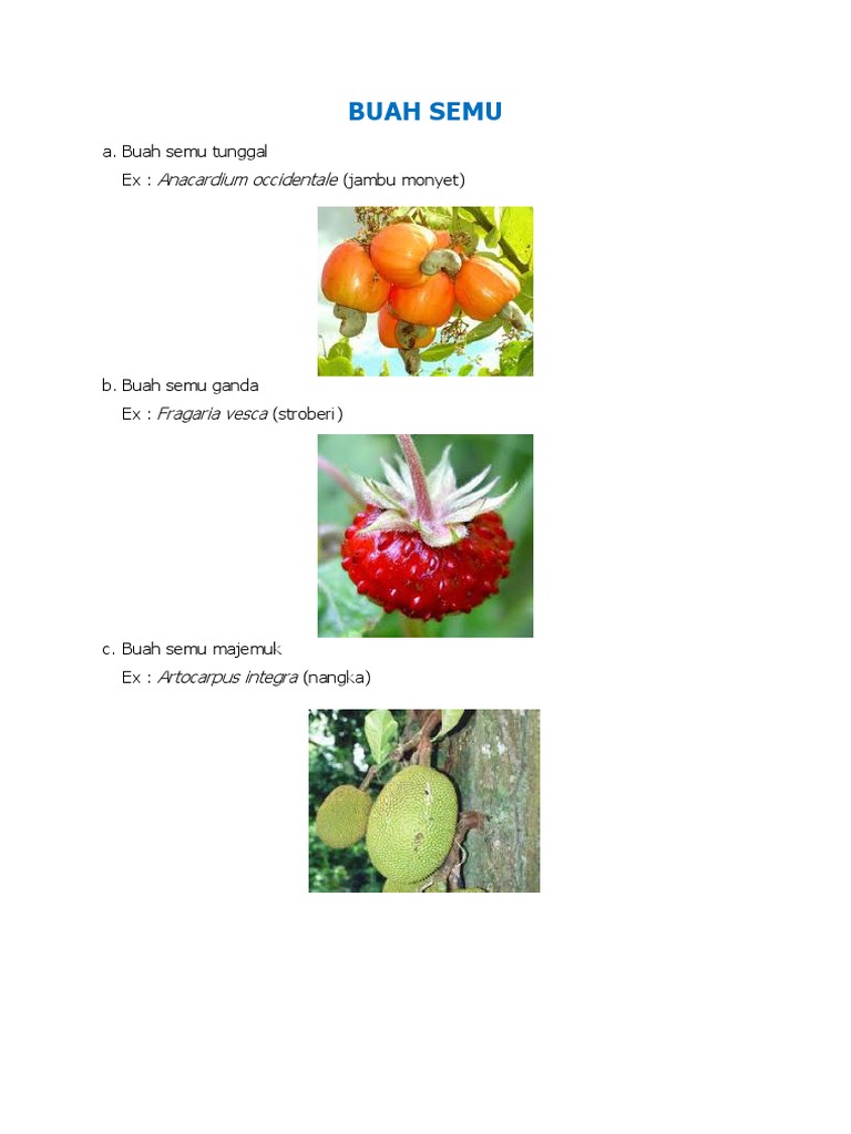 Buah Semu | PDF
