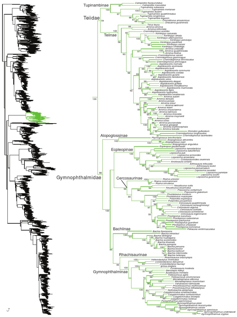Filogenia Reptiles | PDF