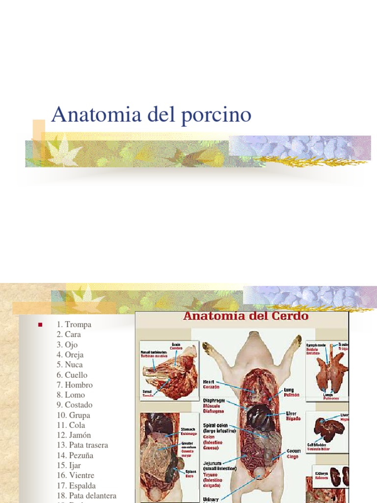 Anatomía Completa Del Cerdo Sus Partes Externas E Internas Aparatos