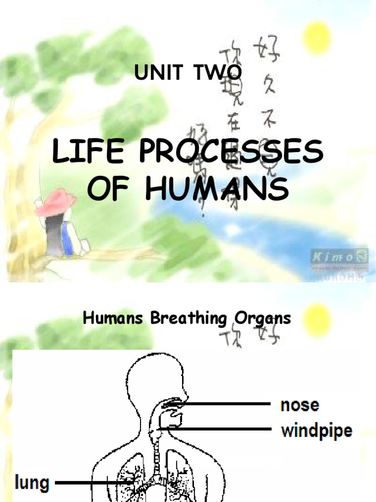 Unit Two: Life Processes of Humans | PDF