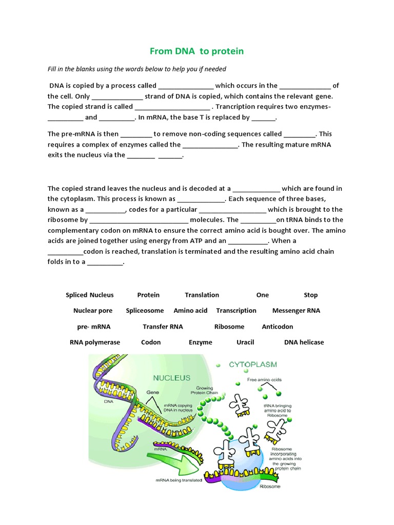 DNA to Protein: Transcription and Translation | PDF | Computers