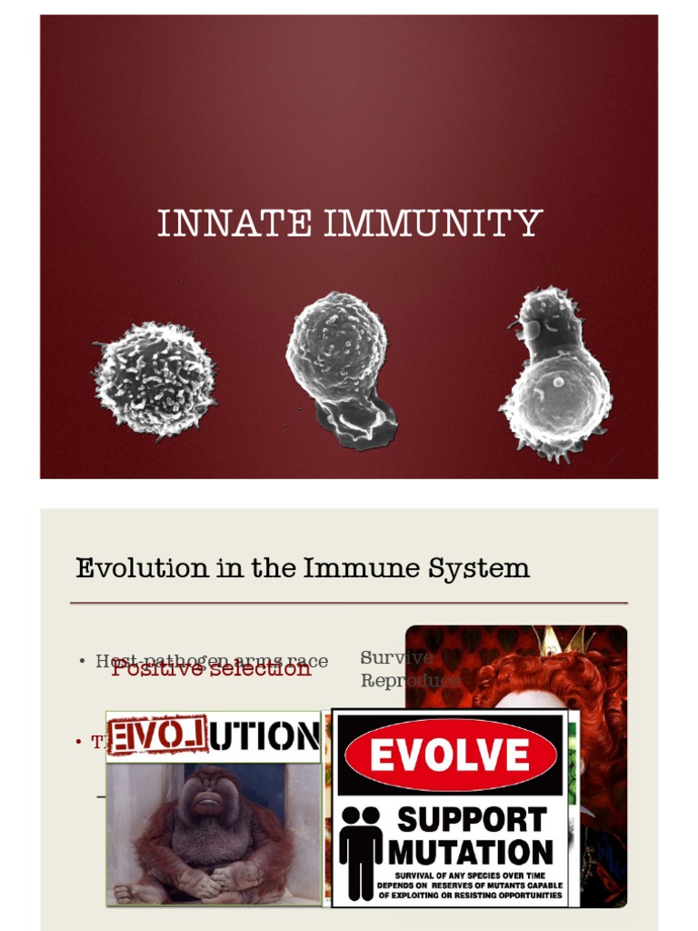 Lecture 3 Innate Immunity | PDF | Innate Immune System | Adaptive ...
