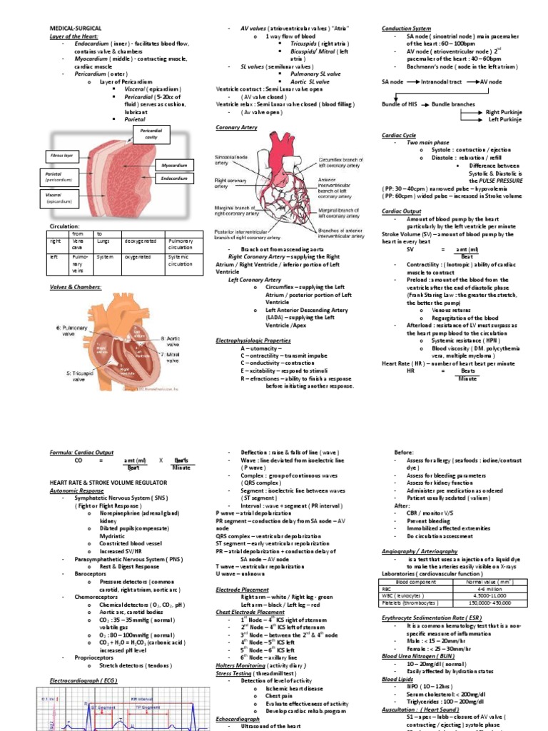 An In-Depth Look at the Anatomy and Physiology of the Heart | PDF ...