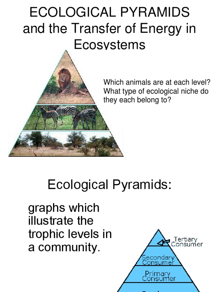 Ecological Pyramids | Food Web | Predation