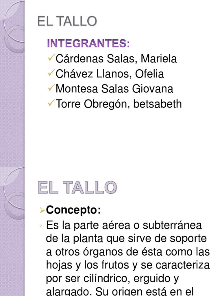 Estructura y Función del Tallo | PDF | Tallo de la planta | Botánica