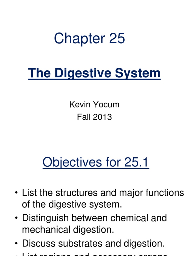 Kevin Yocum Digestive System 1 | PDF | Stomach | Human Digestive System