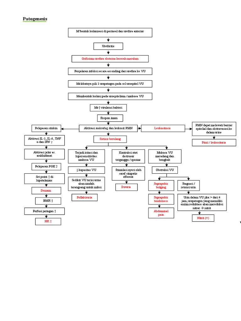 Patogenesis Infeksi Saluran Kemih Bawah | PDF