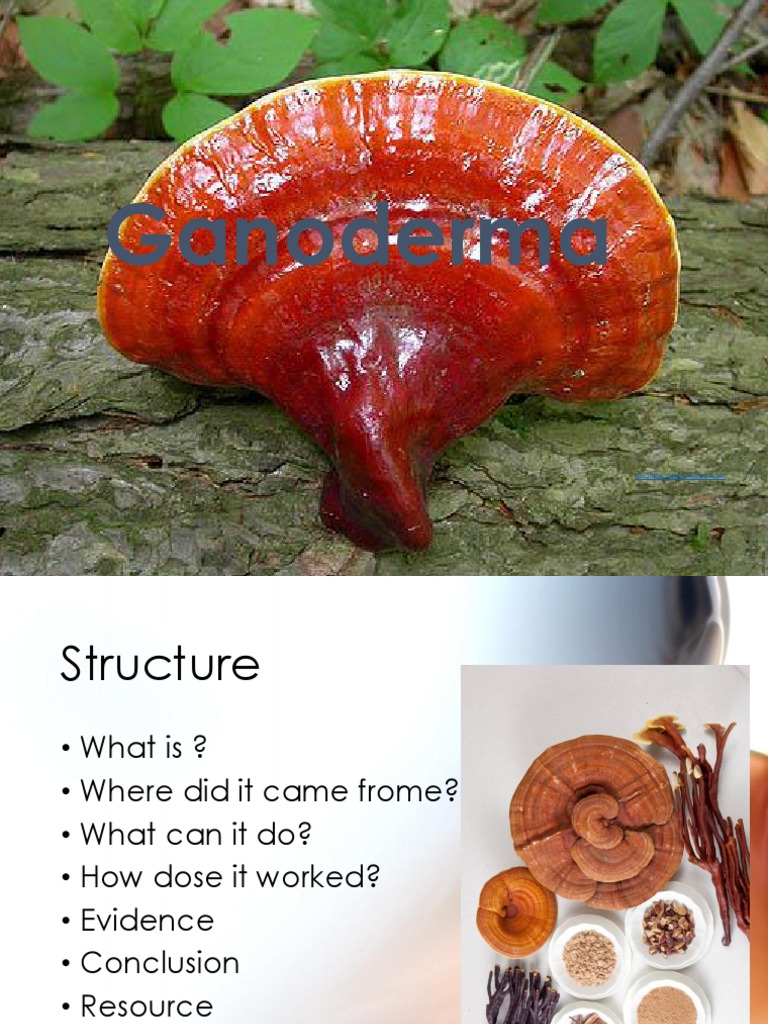 Ganoderma | PDF | Health Sciences | Clinical Medicine