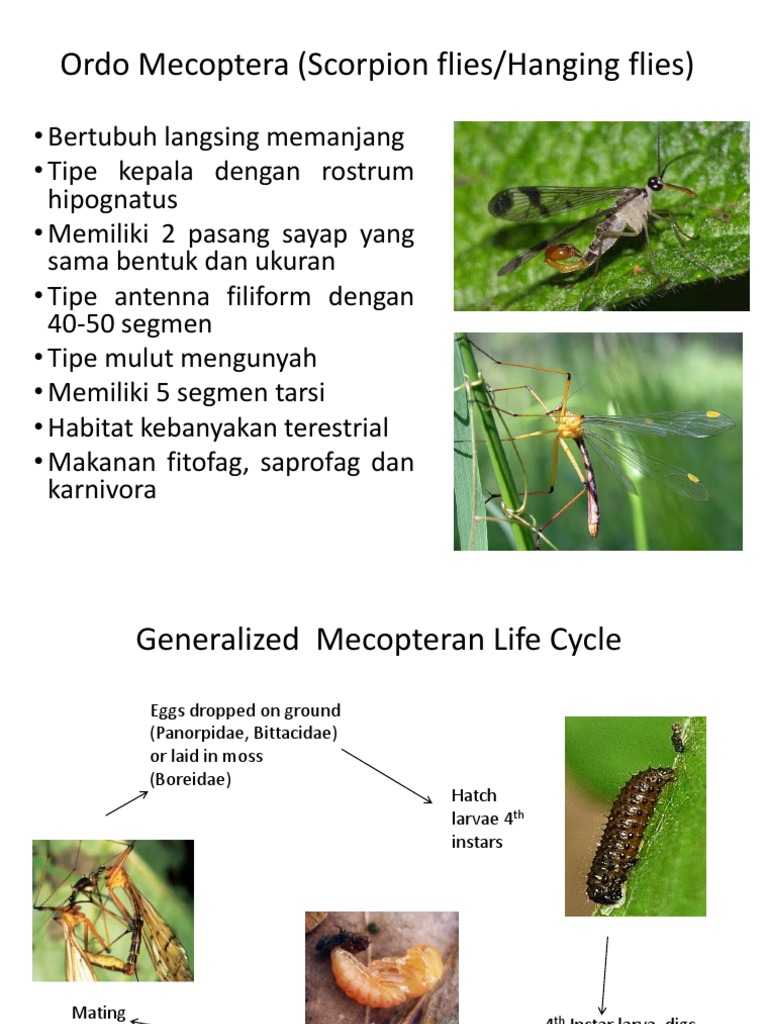 Ciri dan Klasifikasi Ordo Mecoptera | PDF | Sains & Matematika