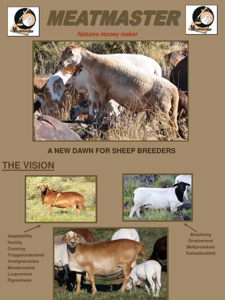 Meatmaster English 1-9-2010 | PDF | Sheep | Domesticated Animals