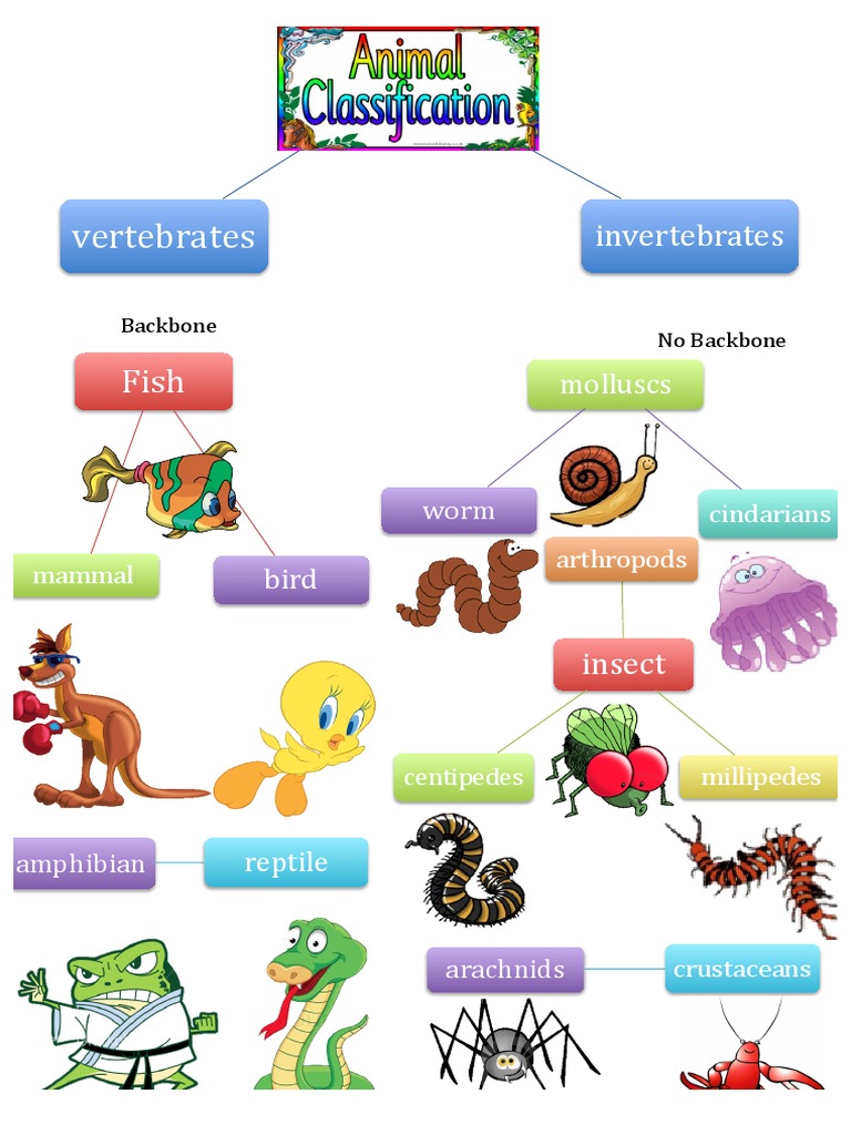 Animal Classification Charts Combo | PDF | Invertebrate | Living Fossils