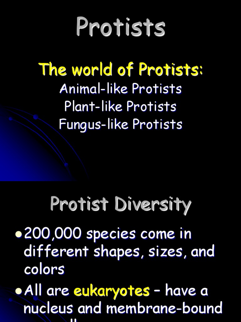 Characteristics of Protists Explained | PDF | Protozoa | Algae