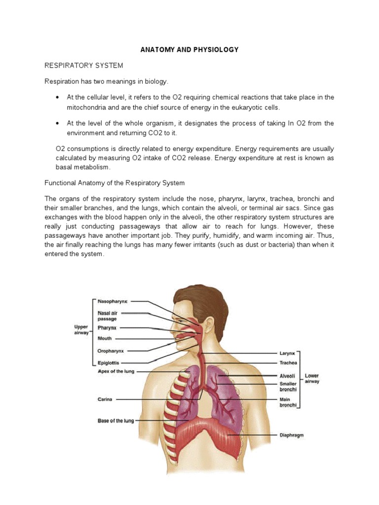 ANATOMY&PHYSIOLOGY | Lung | Respiratory System