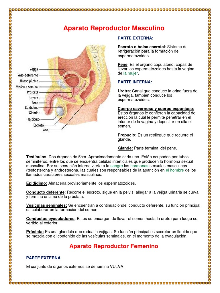 Aparato Reproductor Masculino