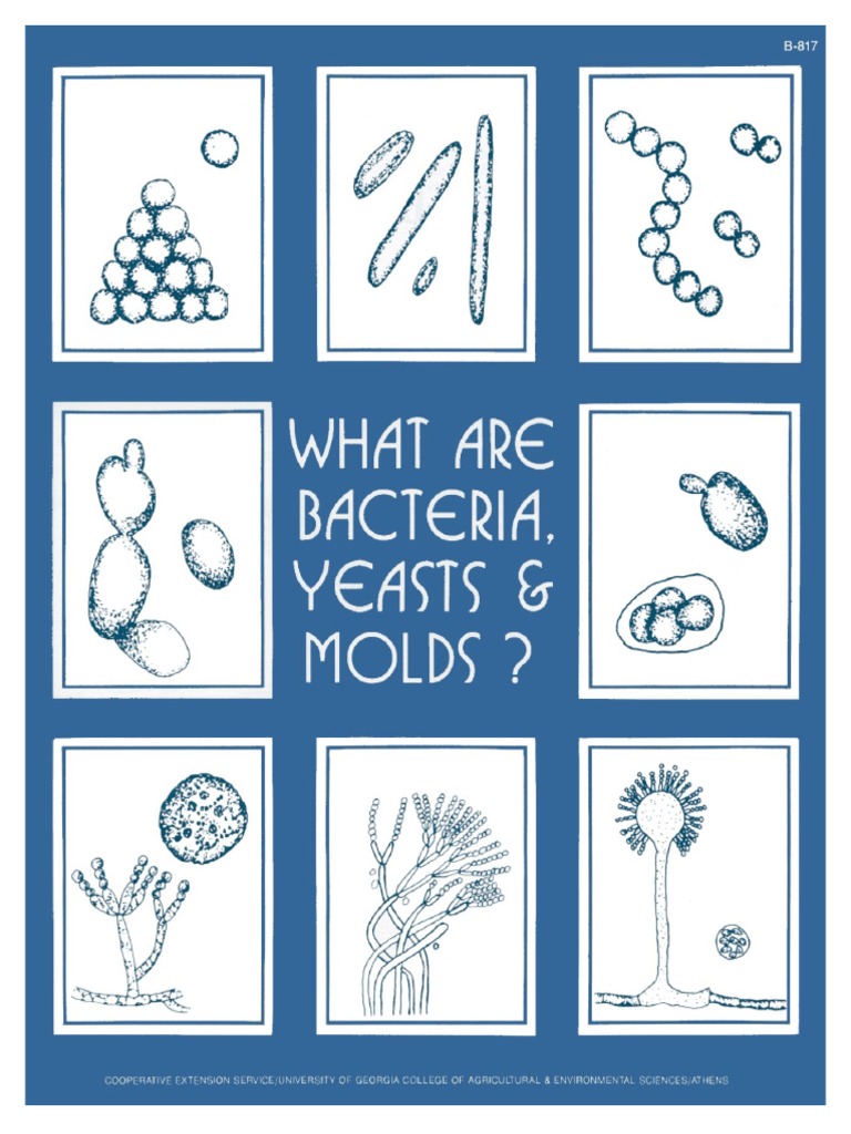 What Are Bacteria Yeasts Molds | Mold | Bacteria