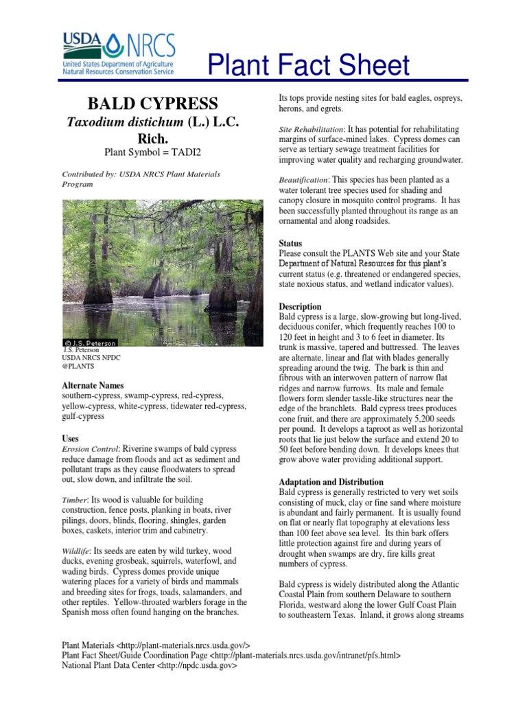 Cypress Trees | PDF | Plants | Botany