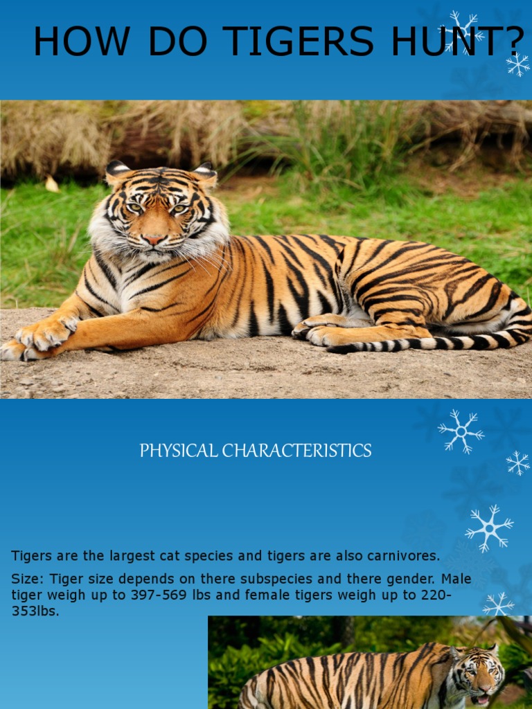 Tiger Powerpoint | PDF