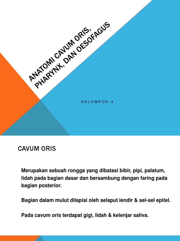 Anatomi Cavum Oris, Pharynx, Dan Oesofagus | PDF