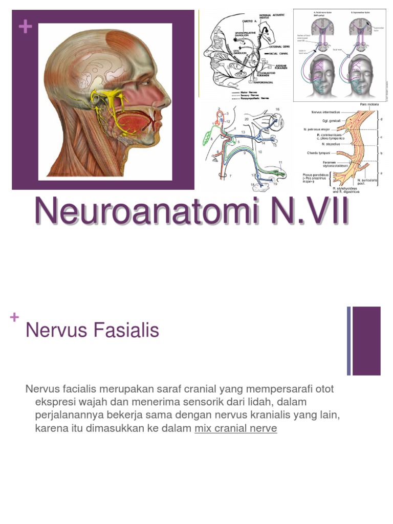 Perjalanan Nervus Facialis Edit | PDF