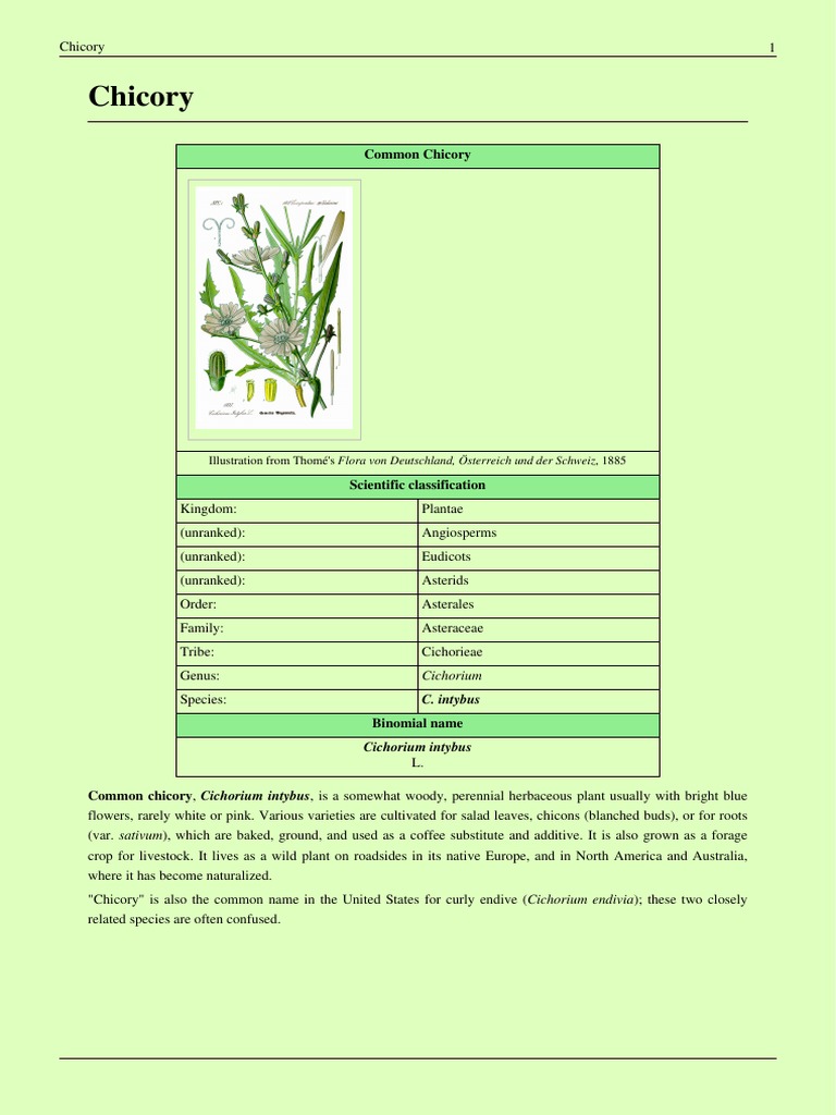 Chicory | PDF | Food And Drink | Foods