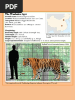 Lion vs Tiger: Mass Comparison Analysis | PDF | Tiger | Lion