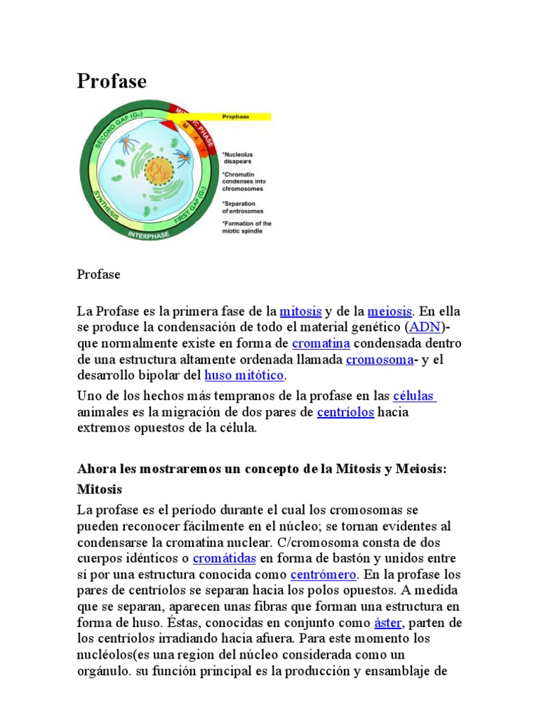 La Profase: Fase Clave de Mitosis y Meiosis | PDF | Mitosis | Mitosis