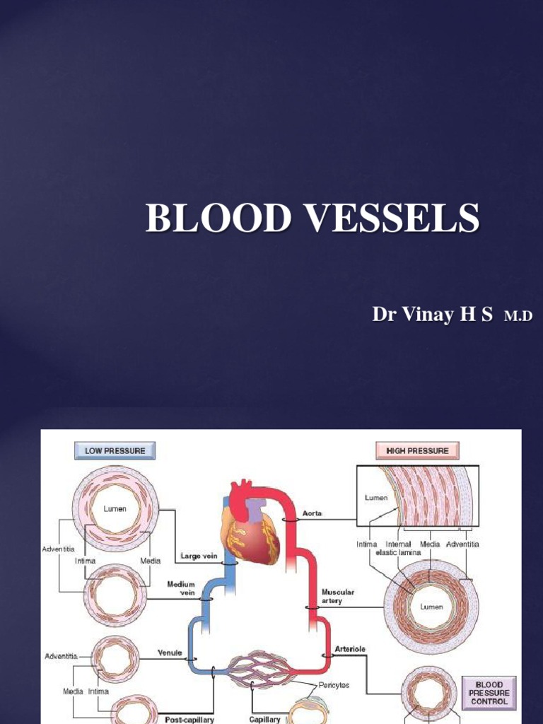 Understanding the Anatomy and Pathophysiology of Blood Vessels and ...