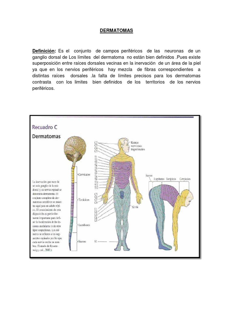 Guía Completa de Dermatomas y Nervios | PDF | Mano | Pie