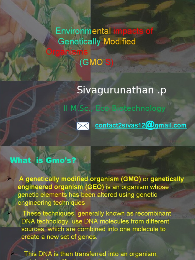 Environmental Impact of Release of Gmos | PDF | Genetically Modified ...