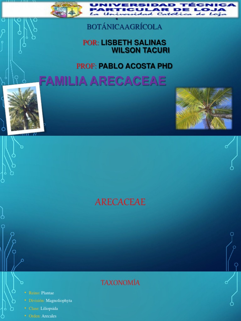 ARECACEAE | PDF | Arecaceae | Plantas