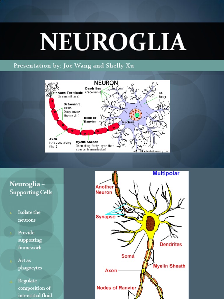Neuroglia: Functions and Types Explained | PDF