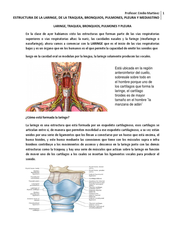 Estructura de La Laringe. Estructura de Tráquea, Bronquios, Pulmones ...