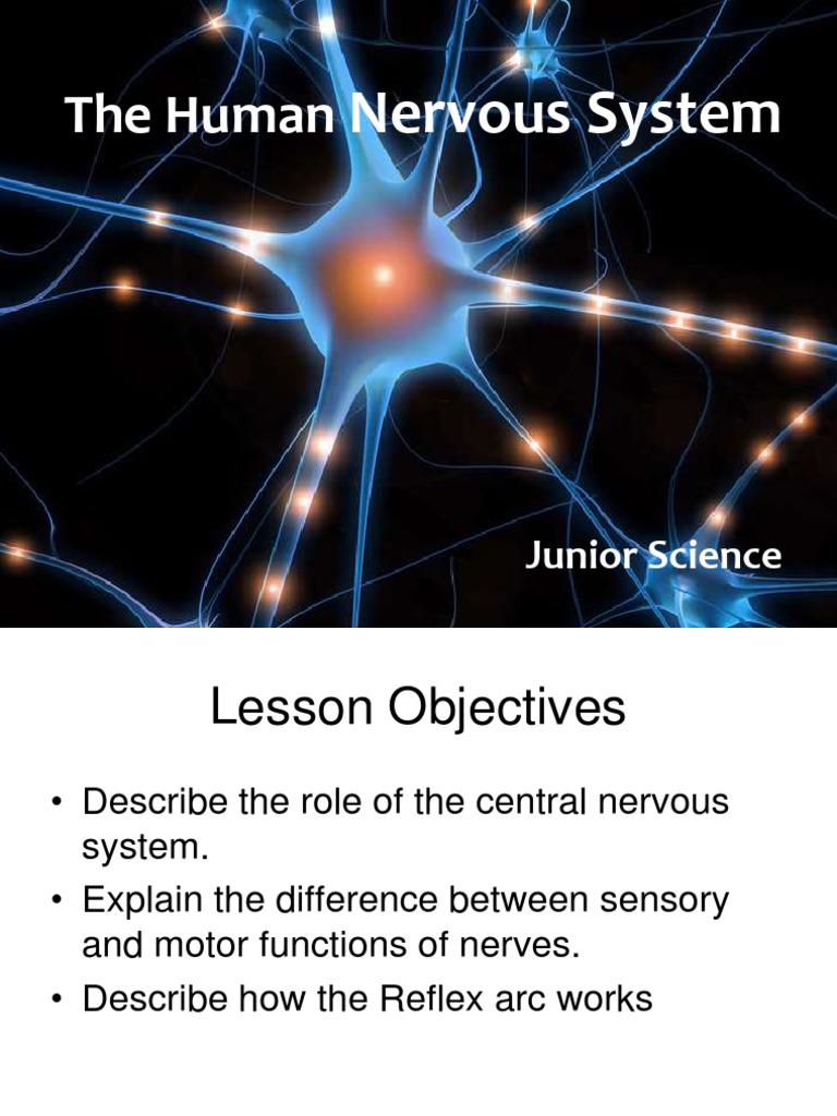 The Nervous System - Introduction | PDF