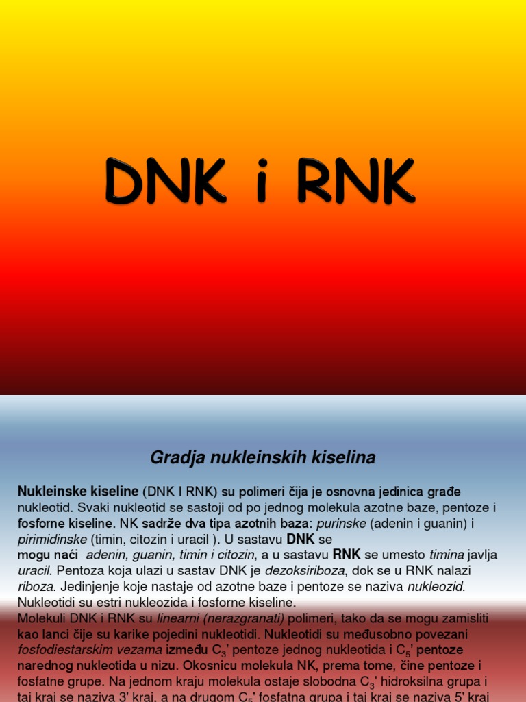 DNK I RNK | PDF