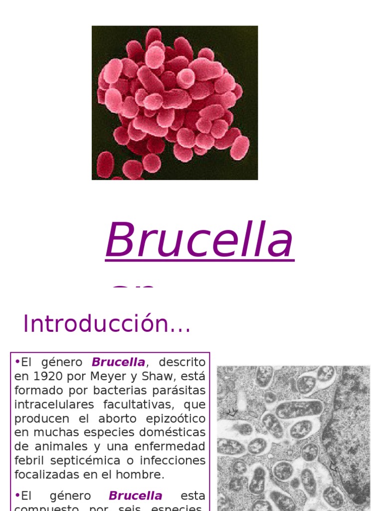 Brucella | PDF | Patologia clinica | Especialidades Medicas