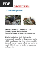 Bto Bird Species Codes | PDF